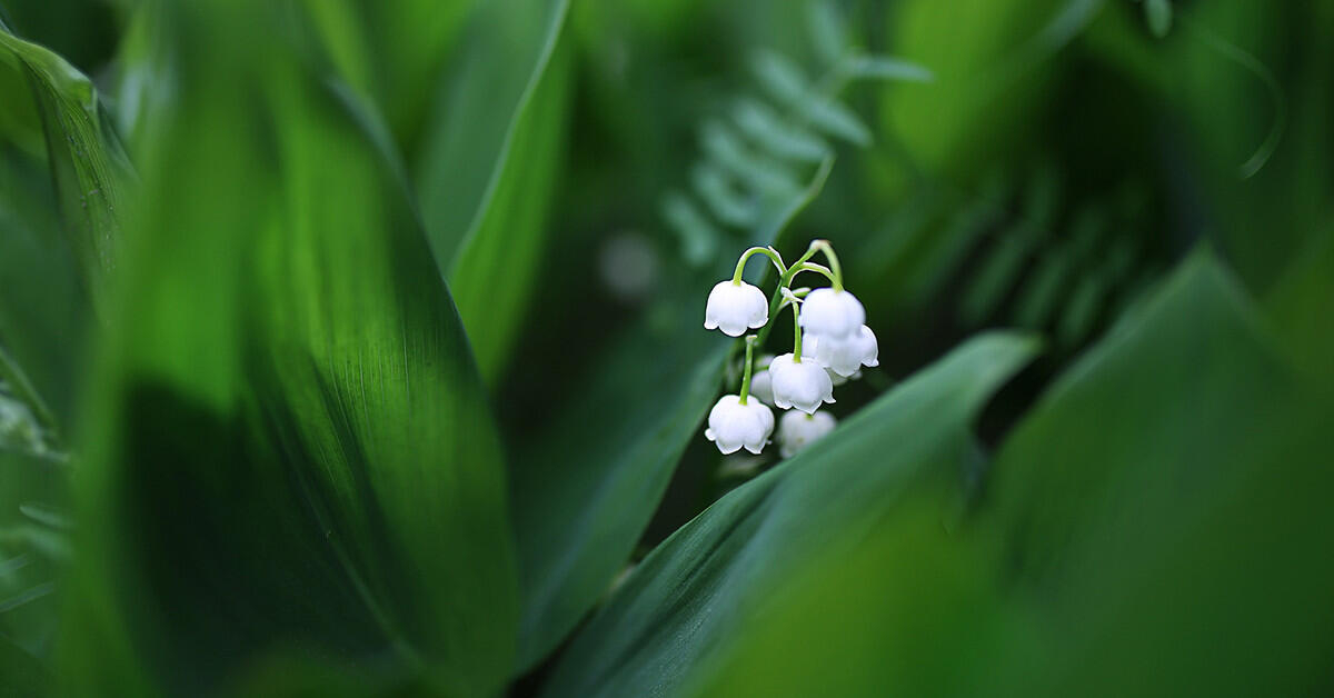 Vintage Lilies of the Valley ~ Vintage Fragrances