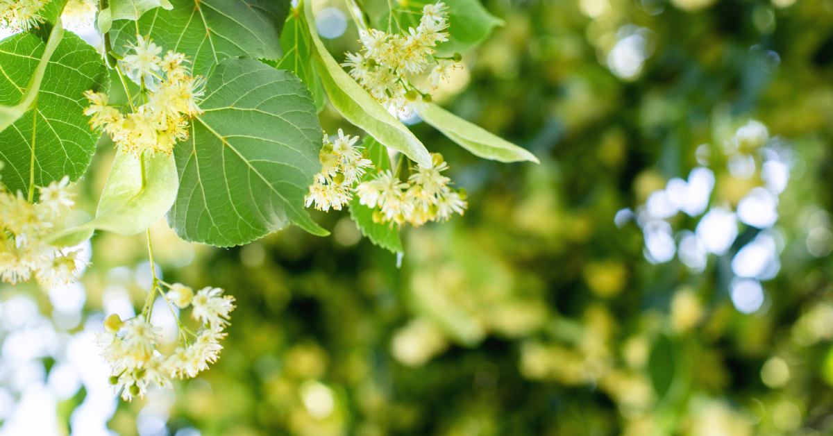 Gustav Mahler and Two Linden Trees ~ Columns