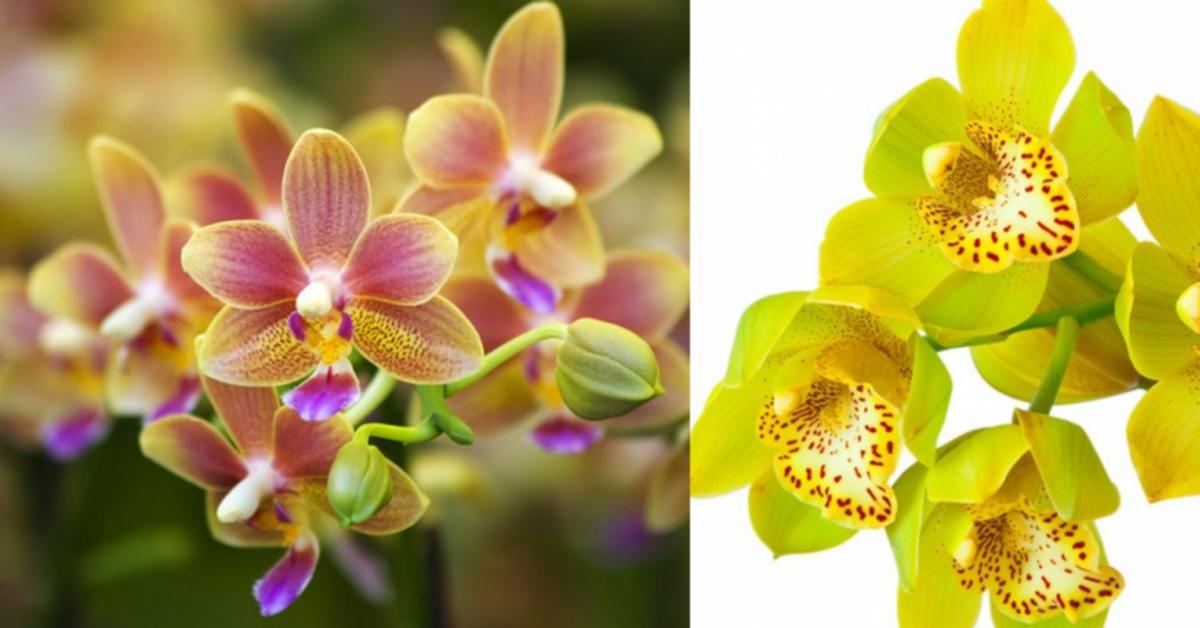 Orchids in Perfumery: Olympic Orchids Artisan Perfume House ~ Niche ...