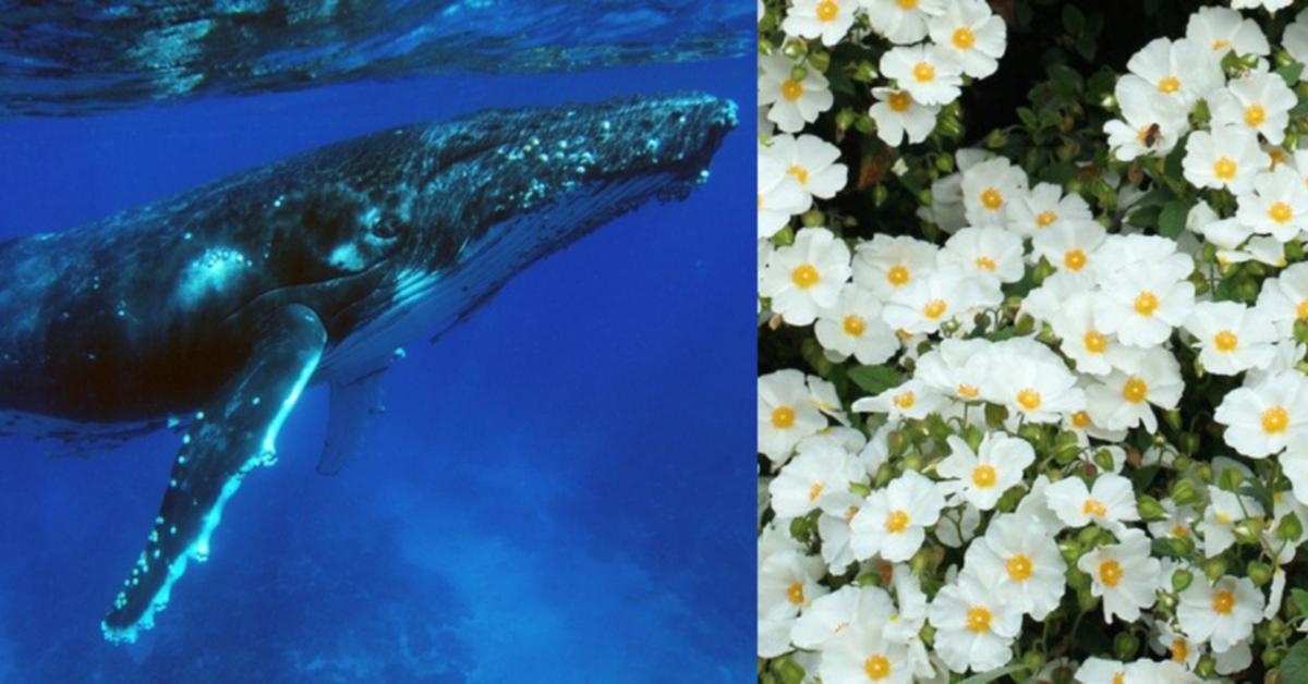 Amber and Ambergris are Two Different Notes ~ Raw Materials