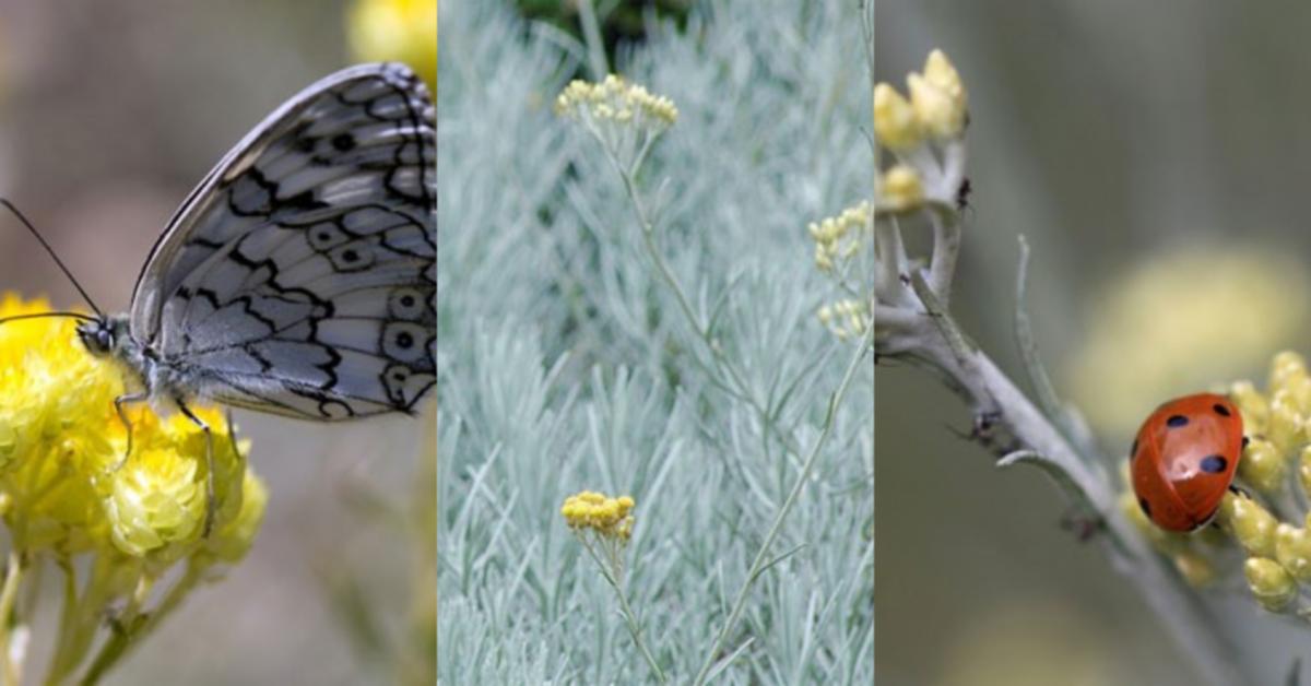 Immortelle – Ageless flowers ~ Raw Materials