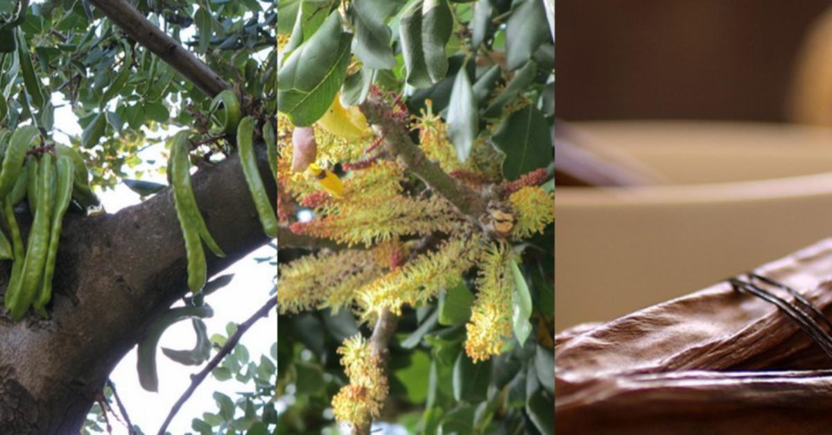 Carob Tree ~ Raw Materials