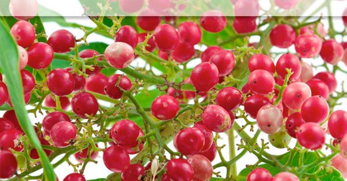 Note du Jour: Pink Pepper ~ Raw Materials