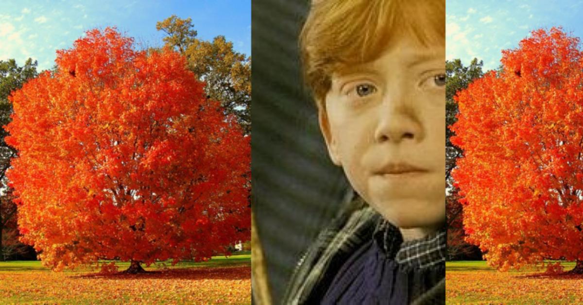 Colors of Autumn: Ginger ~ Columns