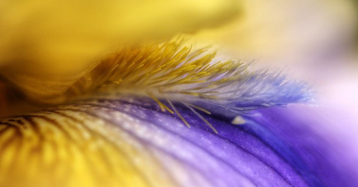 Dawn Spencer Hurwitz: The Scent of Hope / From Bespoke to Balm ~ Niche ...