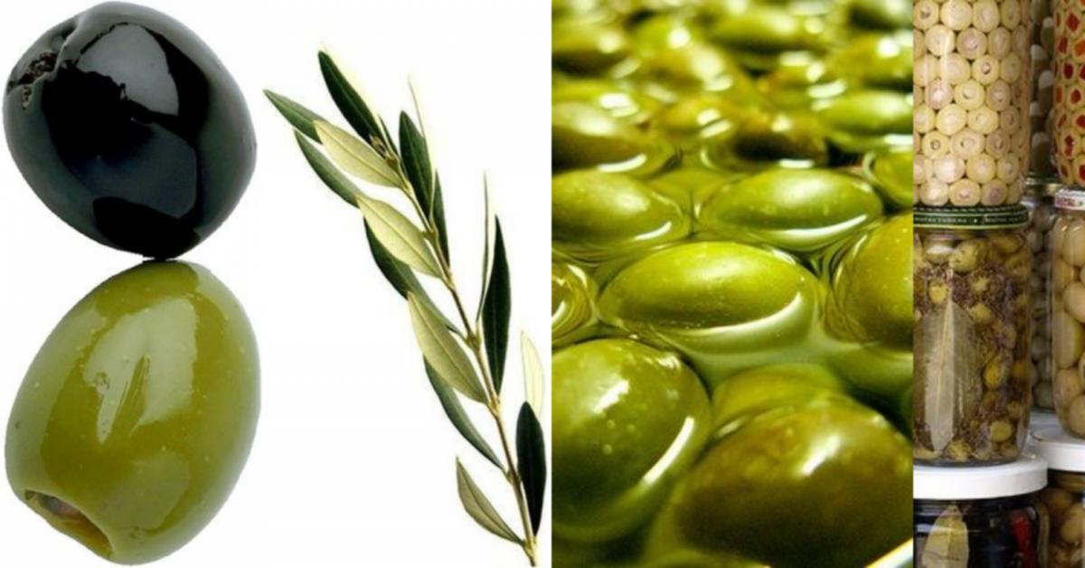 Olive - The Tree of Life ~ Raw Materials