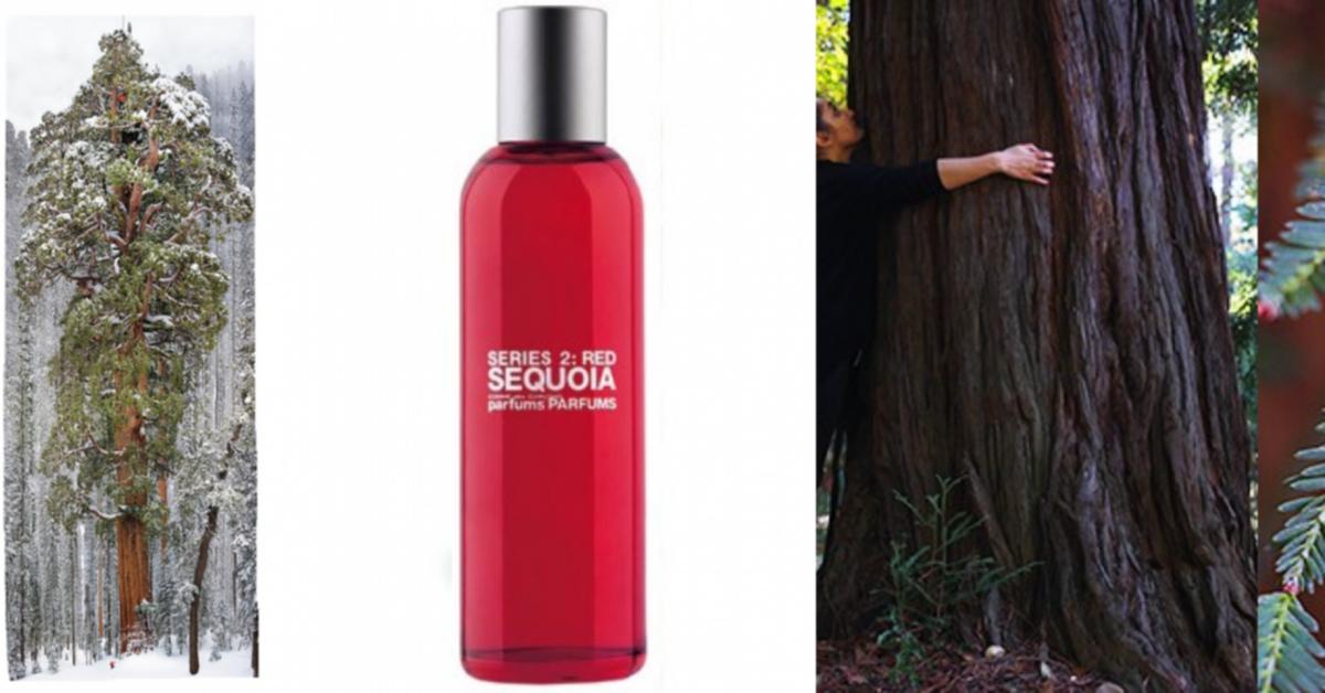 Sequoia: Hello, Mr. President... ~ Raw Materials