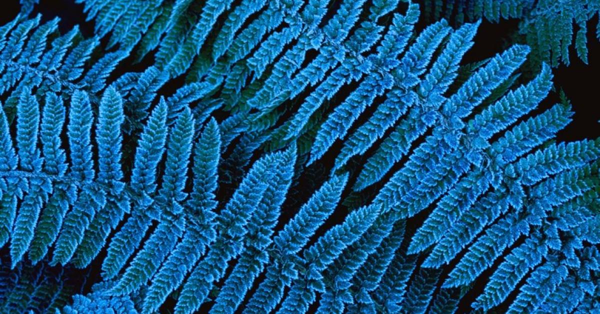 Felce Azzurra: The Illusion of Tingly-Cool Blue Ferns ~ Bath & Body