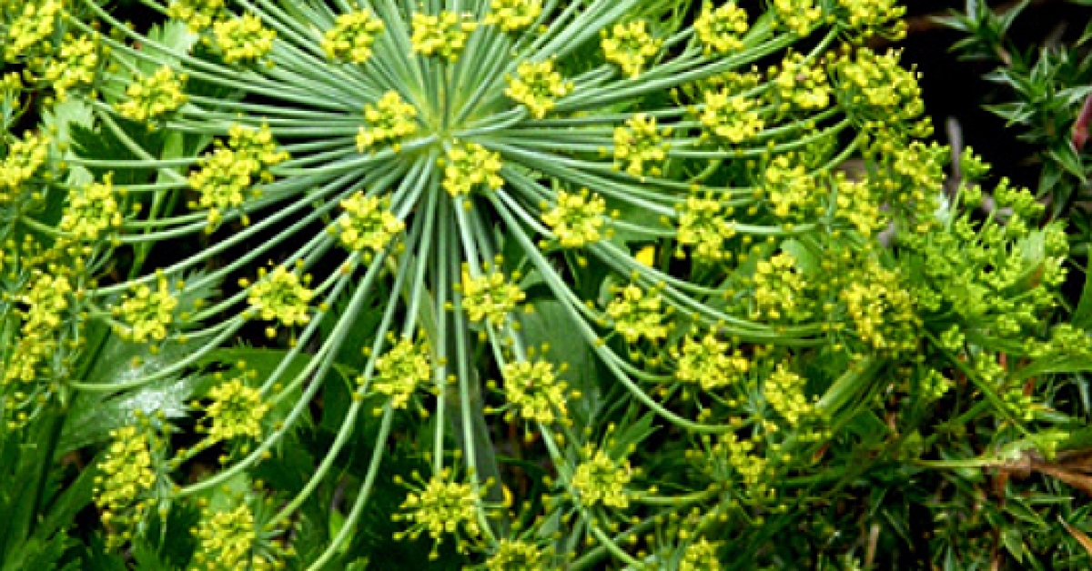 Lovely Galbanum: Green & Bitter ~ Raw Materials