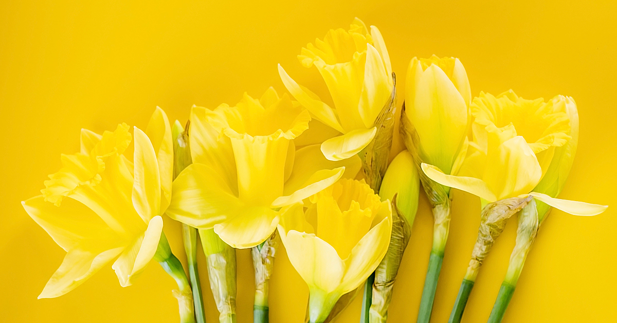 Color & Smell, Part V: Narcissus ~ Raw Materials