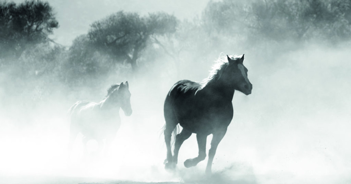 Pierre Guillaume Arabian Horse: kyselé mléko, zimolez, kůže, modrý sýr ...
