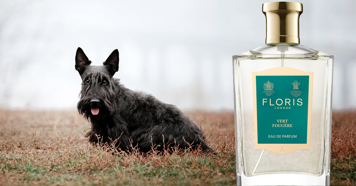 Vert Fougère von Floris: Komfort, Freiheit und Cheshire ~ Reviews