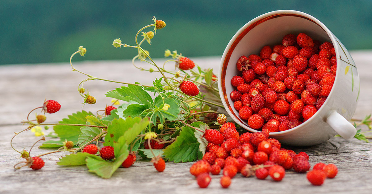 Winterbeeren ~ Kolumnen