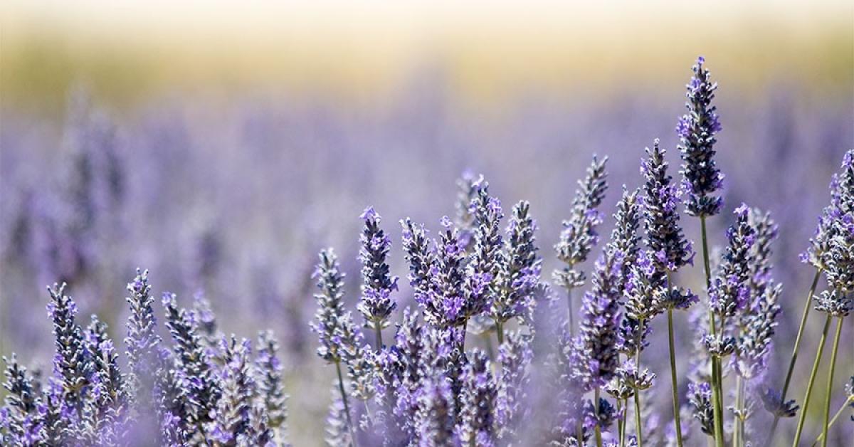 Agua Lavanda Edition Spéciale pour les 100 ans de Puig ~ Nouveaux Parfums