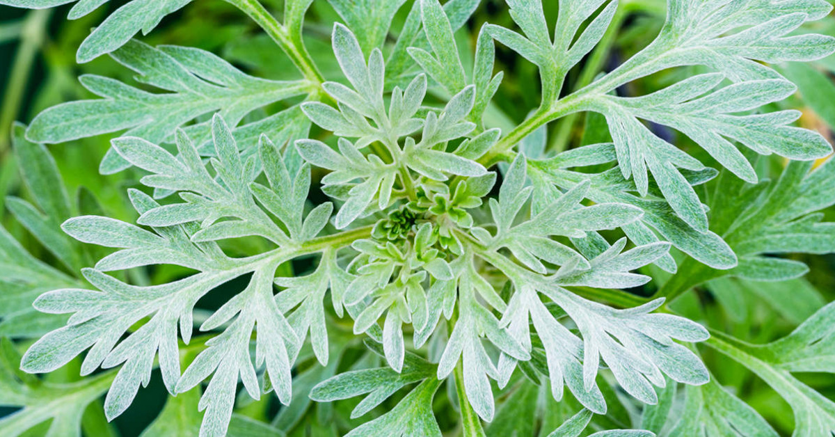 L'absinthe étoilée : L'herbe la plus amère de toutes ~ Colonnes