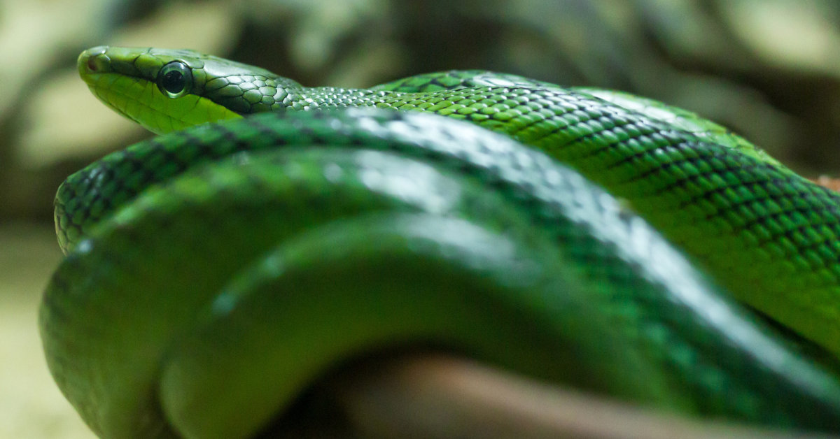 L'année du serpent vert et les " bons " parfums pour l'accueillir ...