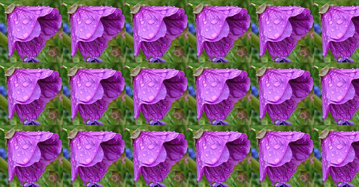 Ljubičica: cvijet, list i korijen ~ Mirisi Prirode