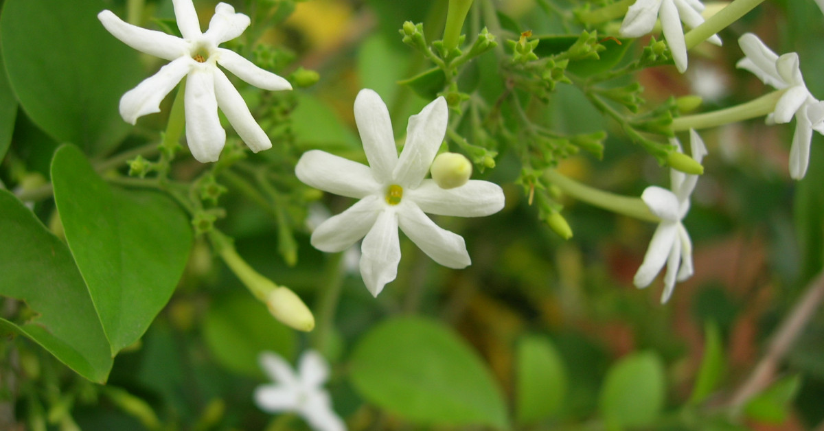 O Cheiro do Jasmim é mais Forte: o Jasmim na Perfumaria ~ Matérias primas