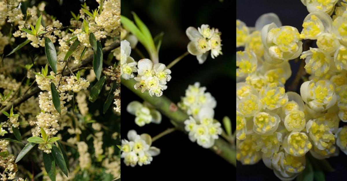 Litsea cubeba – May Chang ~ Matérias primas