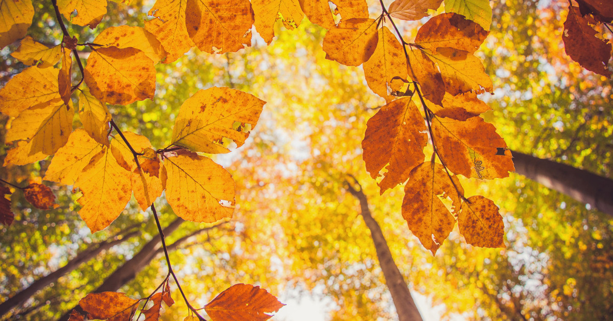 Septembrie: Toamna Transparentă ~ Columne