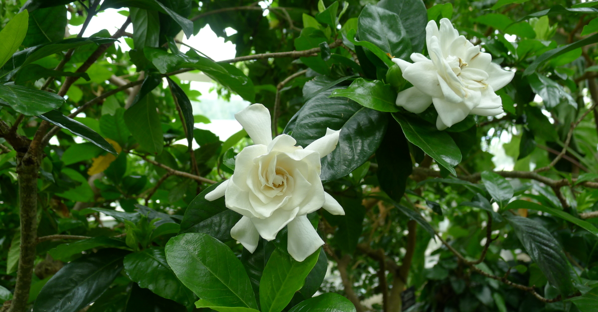 Dos Gardenias: Două parfumuri de gardenie absolut divine ~ Recenzii de ...