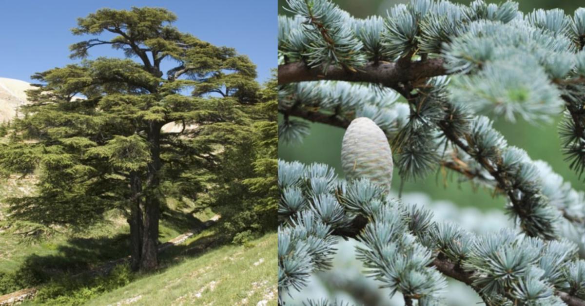 Nota de cedru in parfumuri ~ materii prime