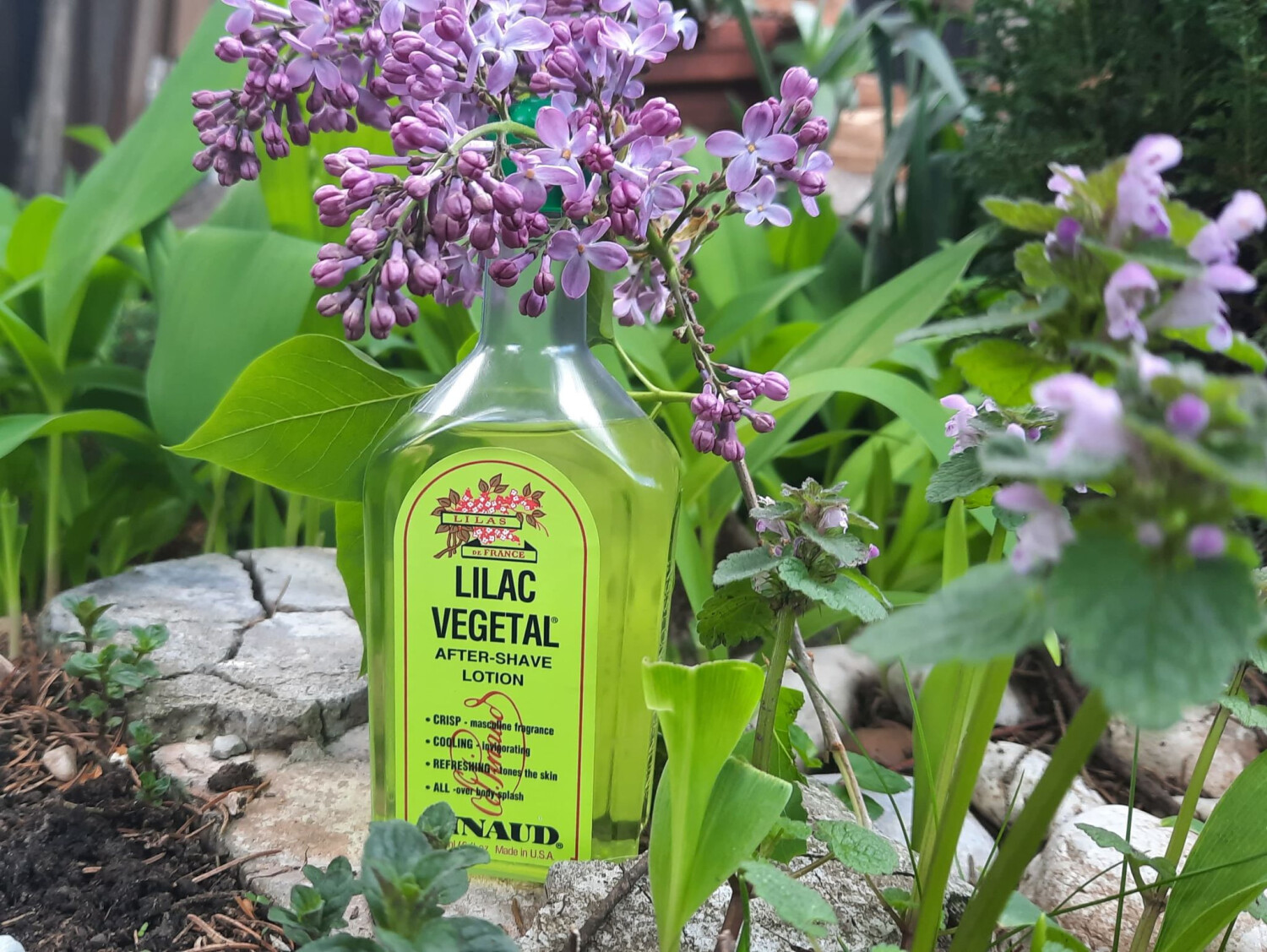 Lilac Vegetal Pinaud Clubman cologne - a fragrance for men