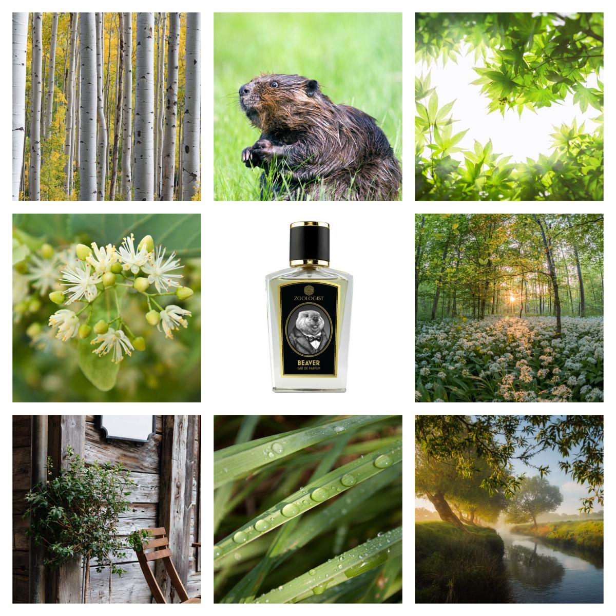 Beaver Edition 2016 Zoologist Perfumes perfume - a fragrância ...