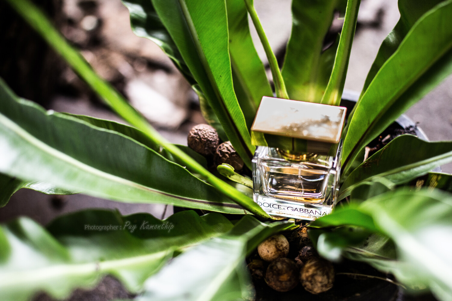 The One Eau de Toilette Dolce&Gabbana perfume - a fragrance for women 2017