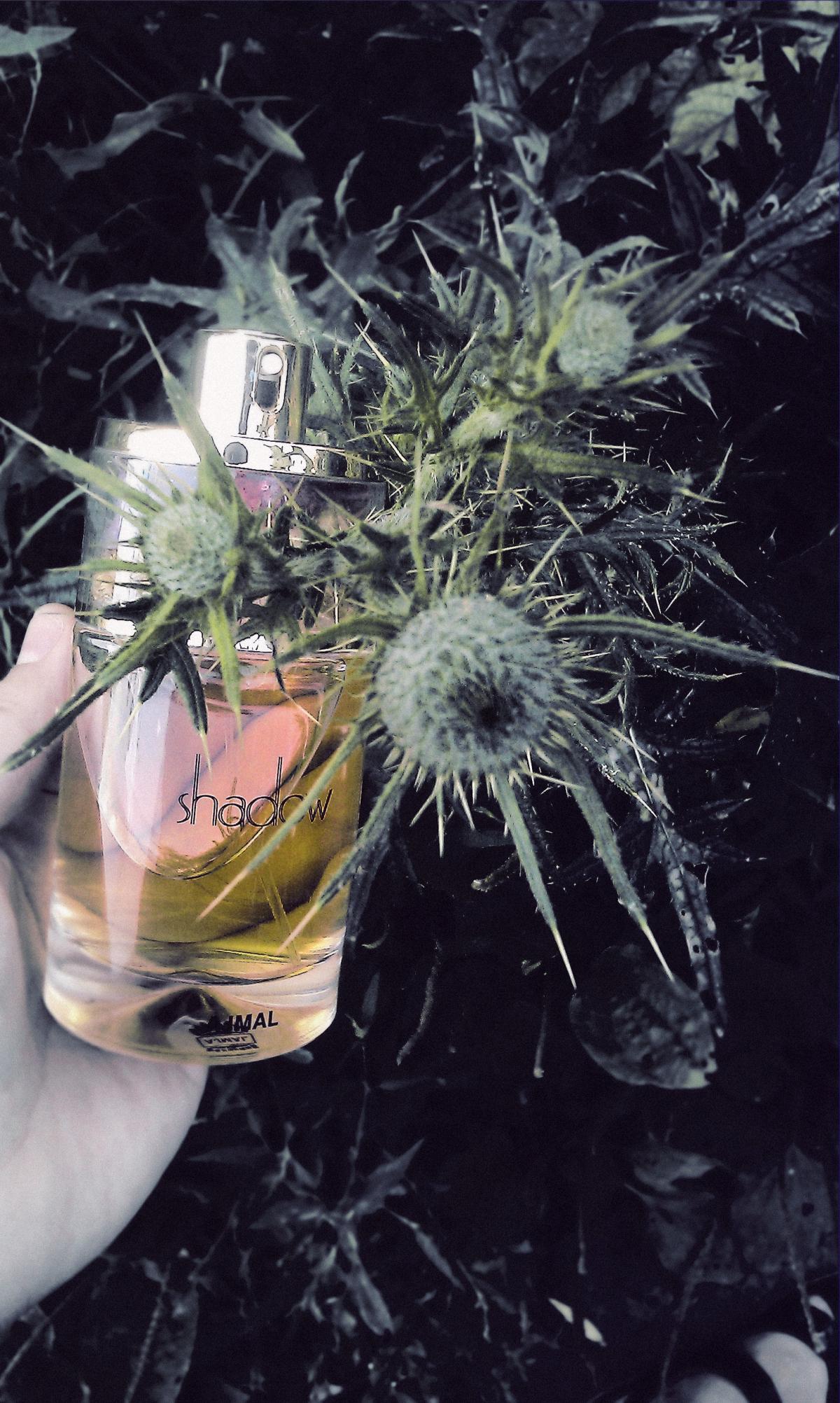 Shadow for Her Ajmal perfume - a fragrance for women 2008