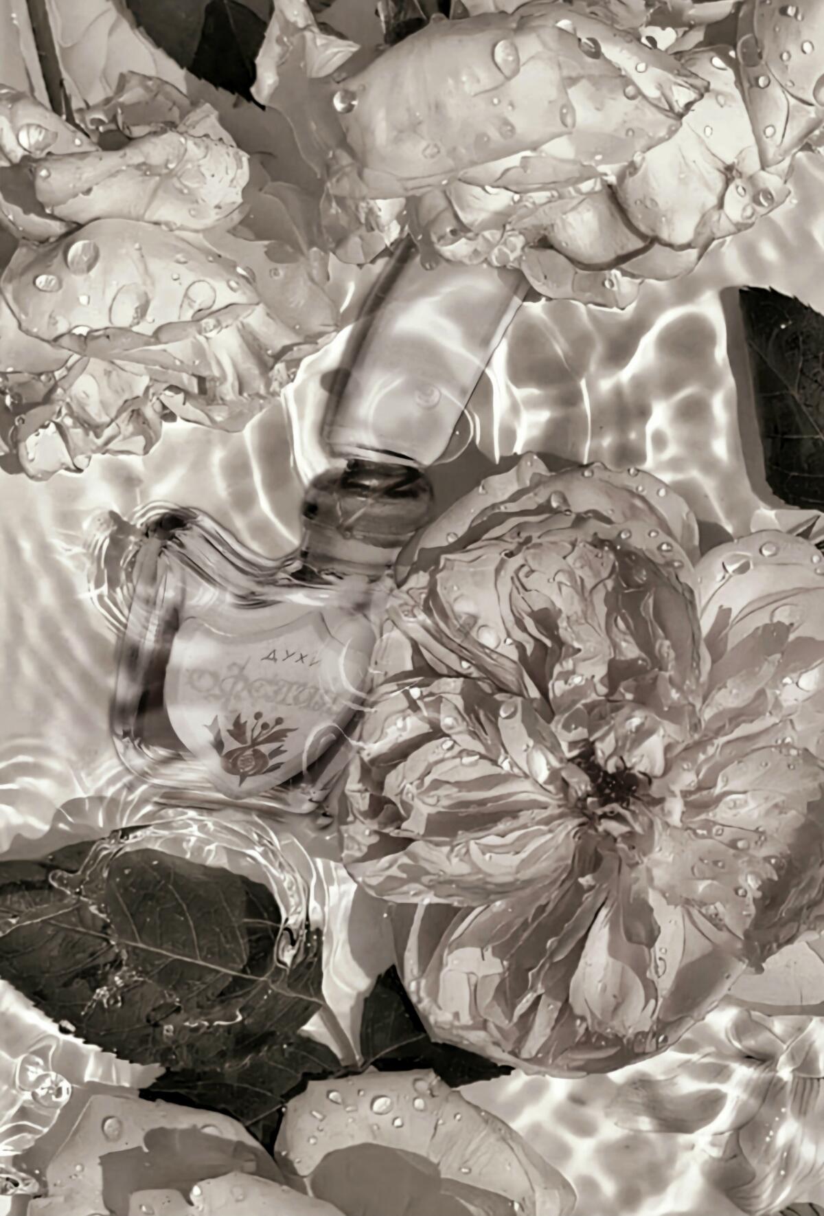 Офелия (Ophelia) Северное сияние perfume - a fragrance for women