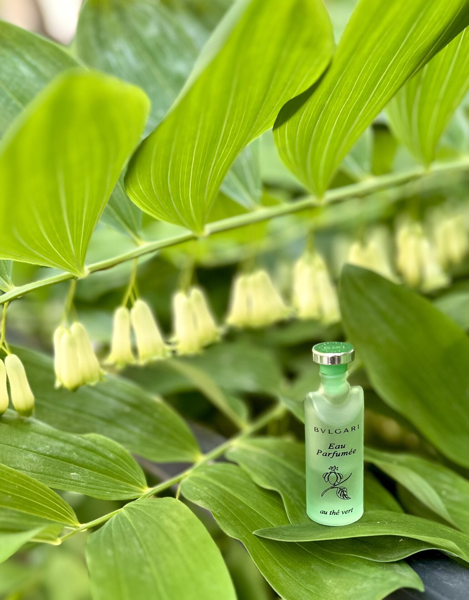 Eau Parfumee au The Vert Bvlgari perfume - a fragrance for women and ...