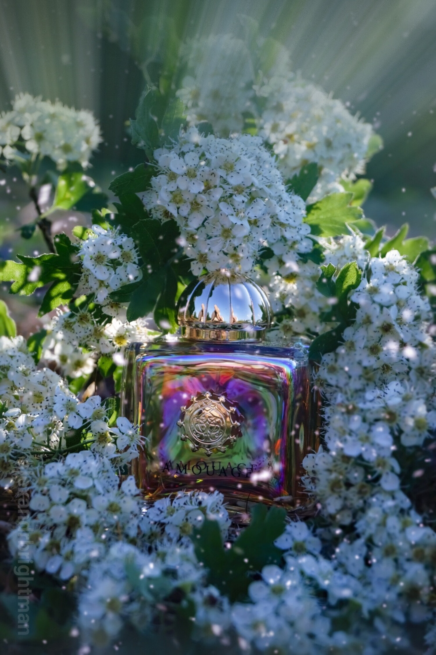 Fate Woman Amouage perfume - a fragrance for women 2013