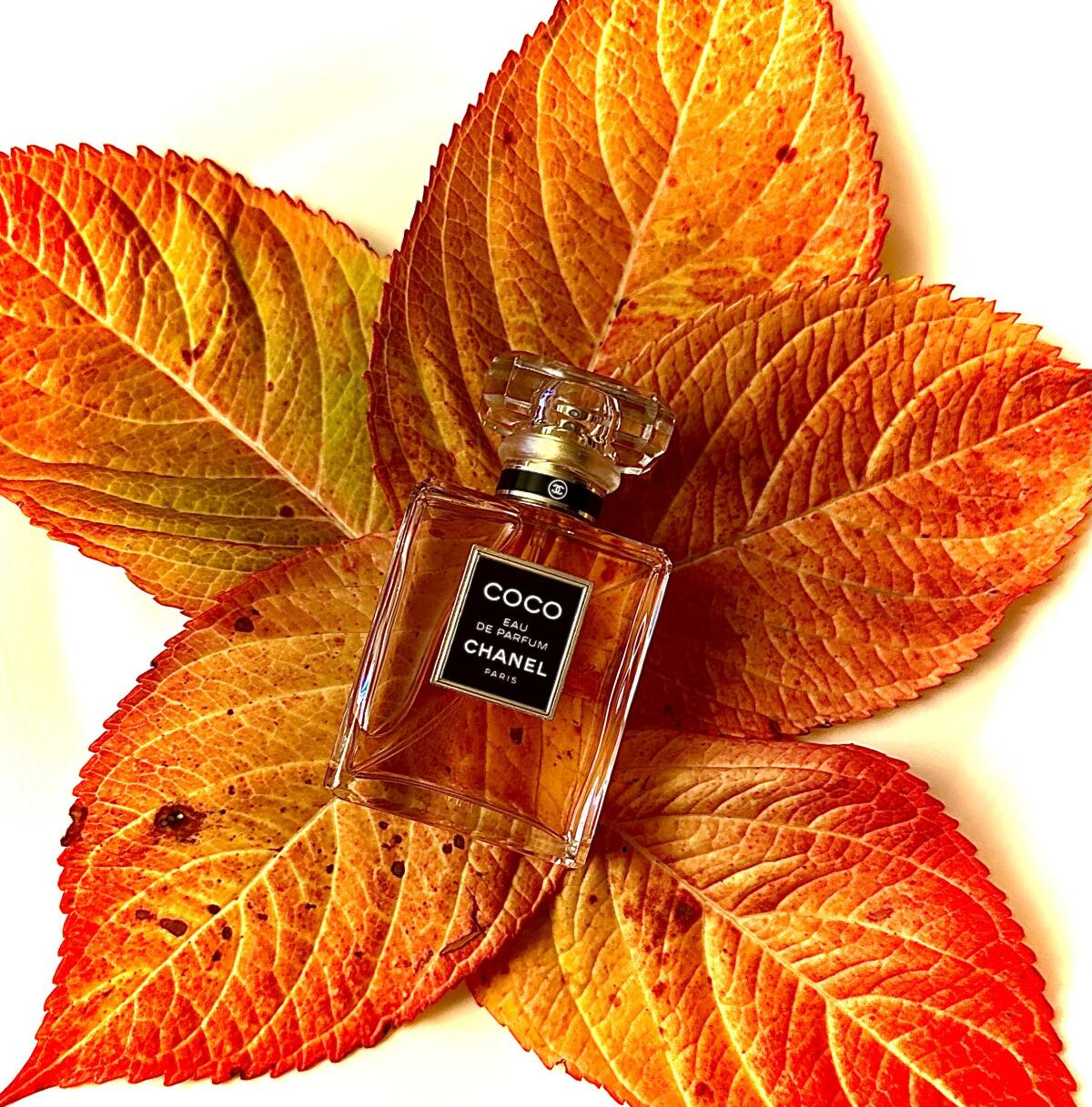 Coco Eau de Parfum Chanel perfume - a fragrance for women 1984