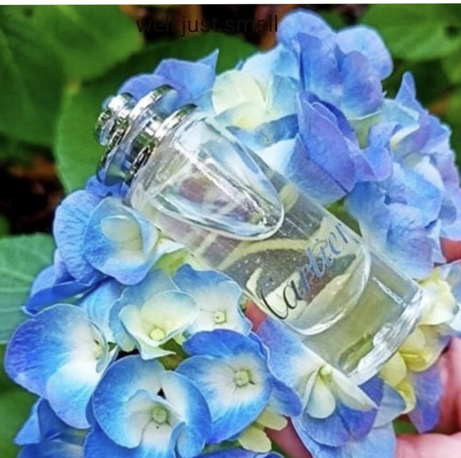 Eau de Cartier Cartier perfume - a fragrance for women and men 2001