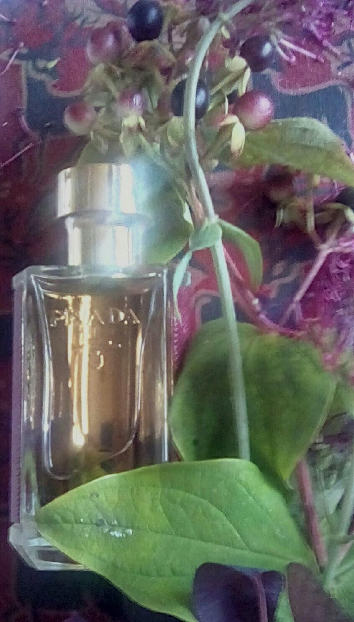 Prada La Femme Intense Prada perfume - a fragrance for women 2017