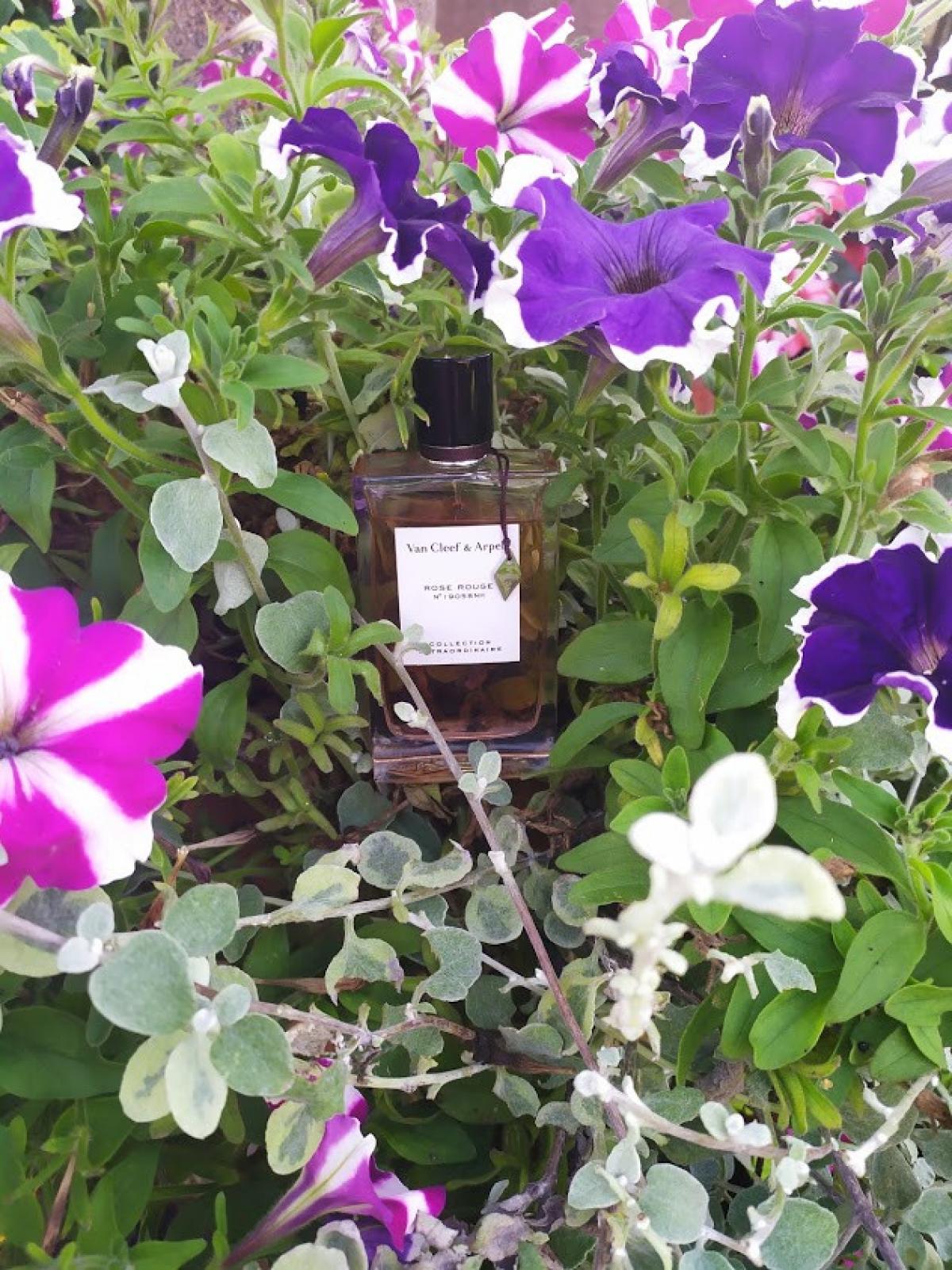 Rose Rouge Van Cleef & Arpels perfume - a fragrance for women and men 2018