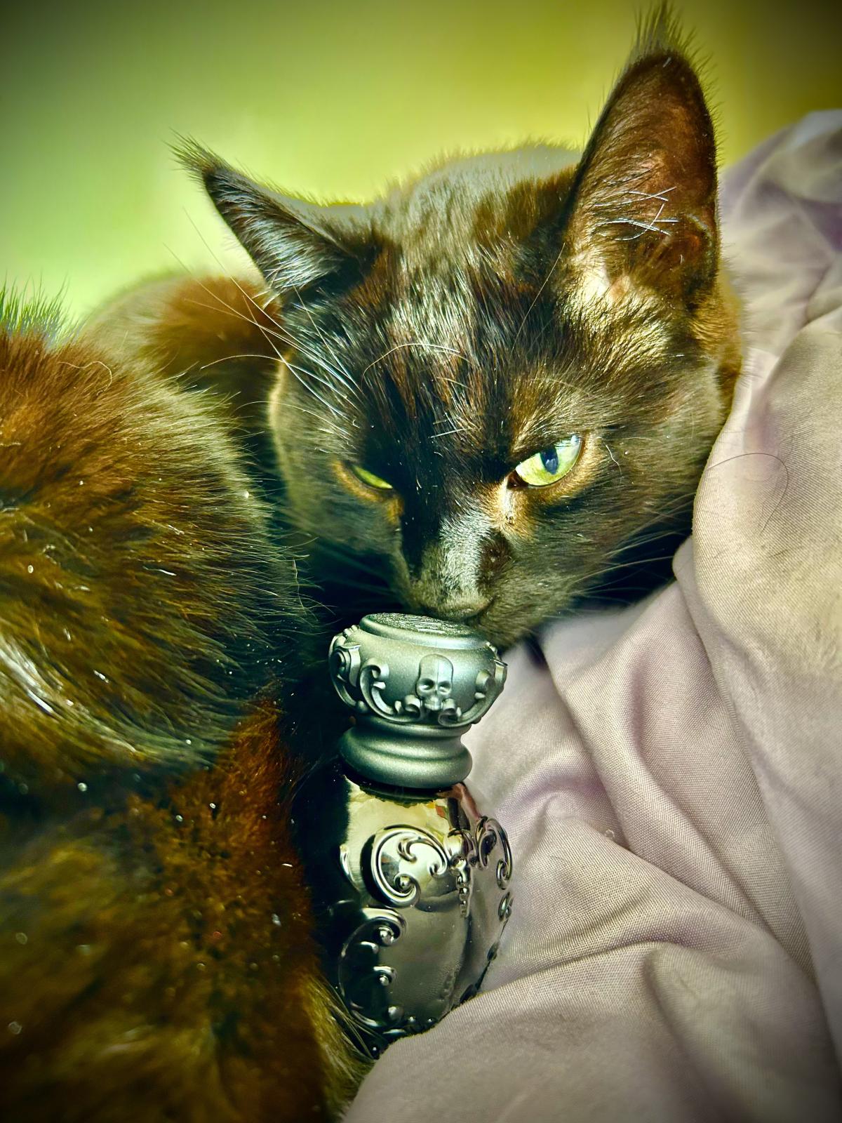 Sinner (2017) Kat Von D perfume - a fragrance for women 2017