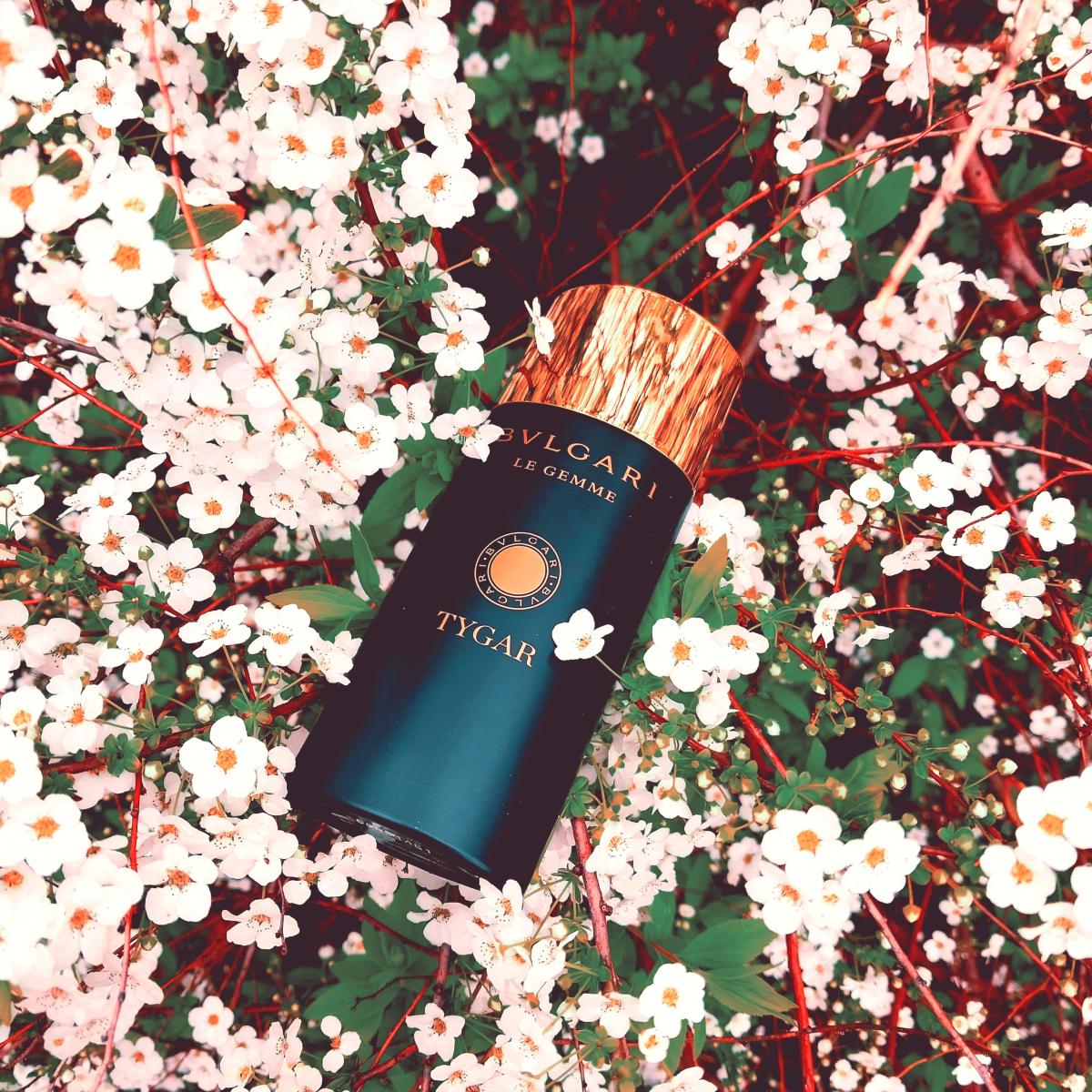 Tygar Bvlgari cologne - a fragrance for men 2016