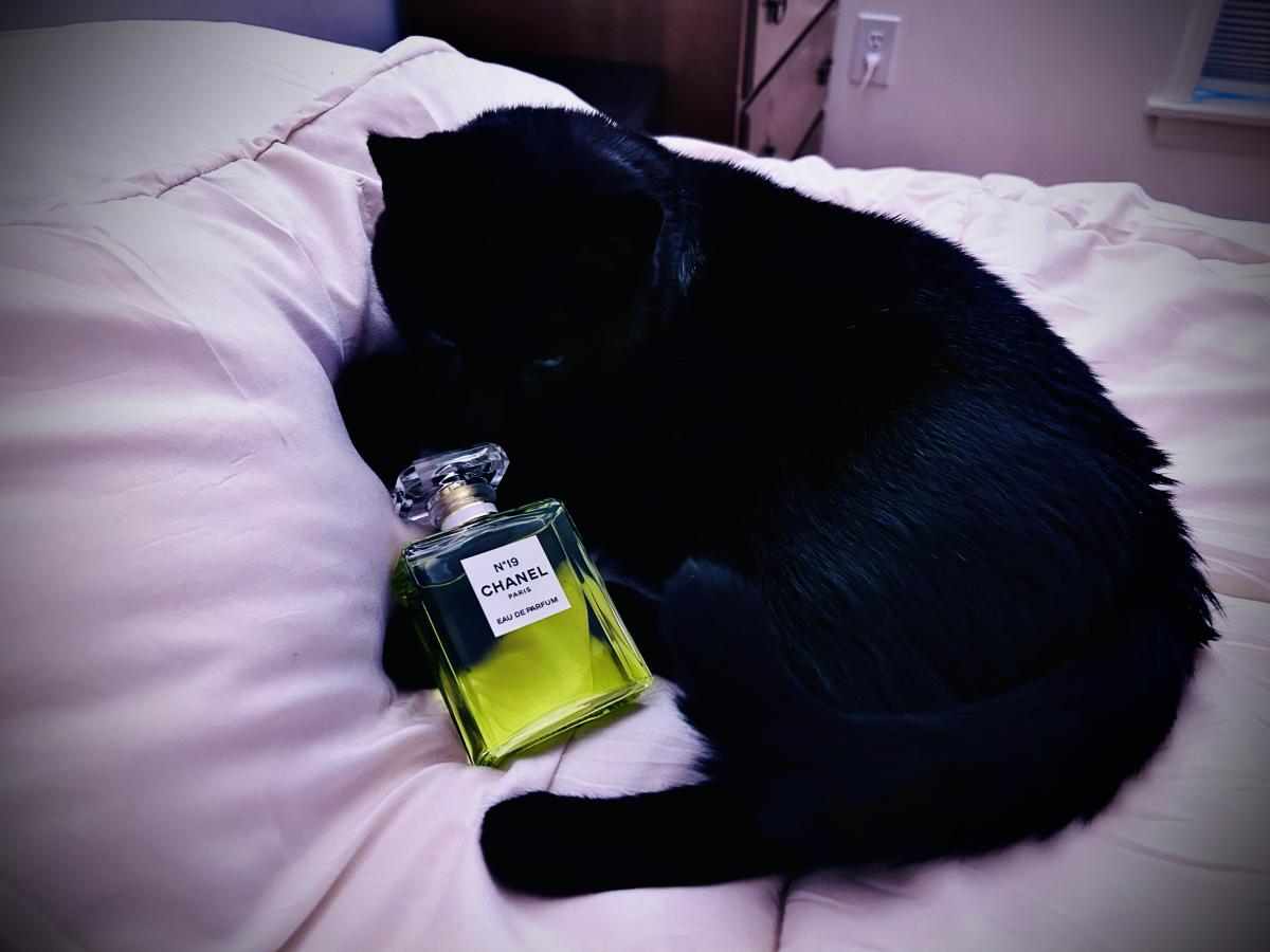 Chanel No 19 Eau de Parfum Chanel perfume - a fragrance for women