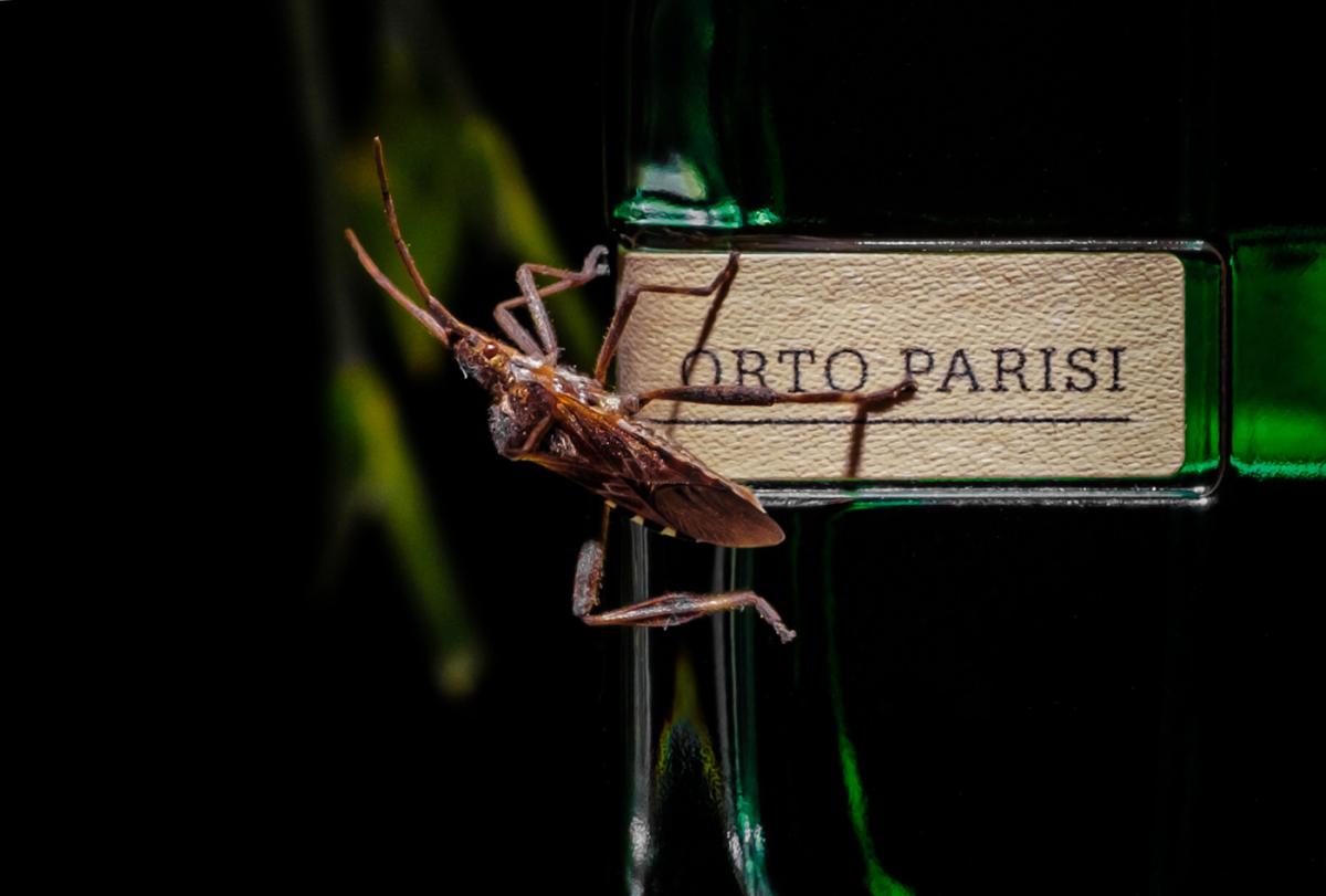 Viride Orto Parisi perfume - a fragrance for women and men 2014