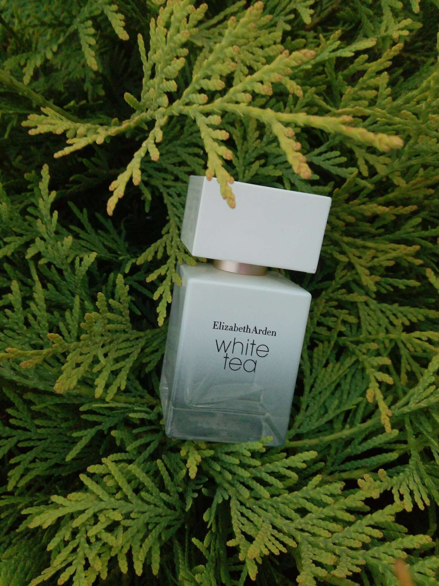 White Tea Elizabeth Arden perfume - a fragrance for women 2017