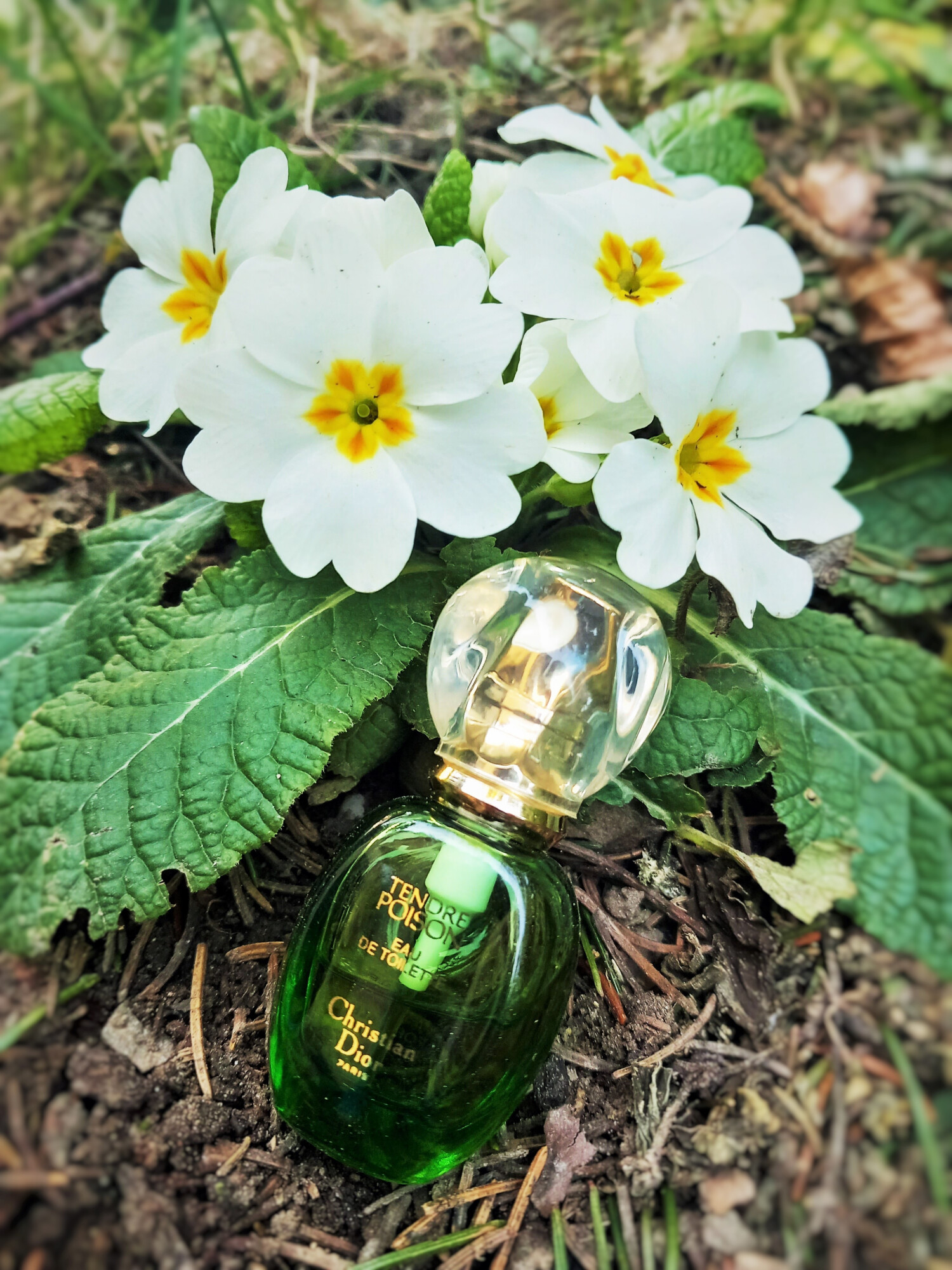 Tendre Poison Dior perfume - a fragrance for women 1994