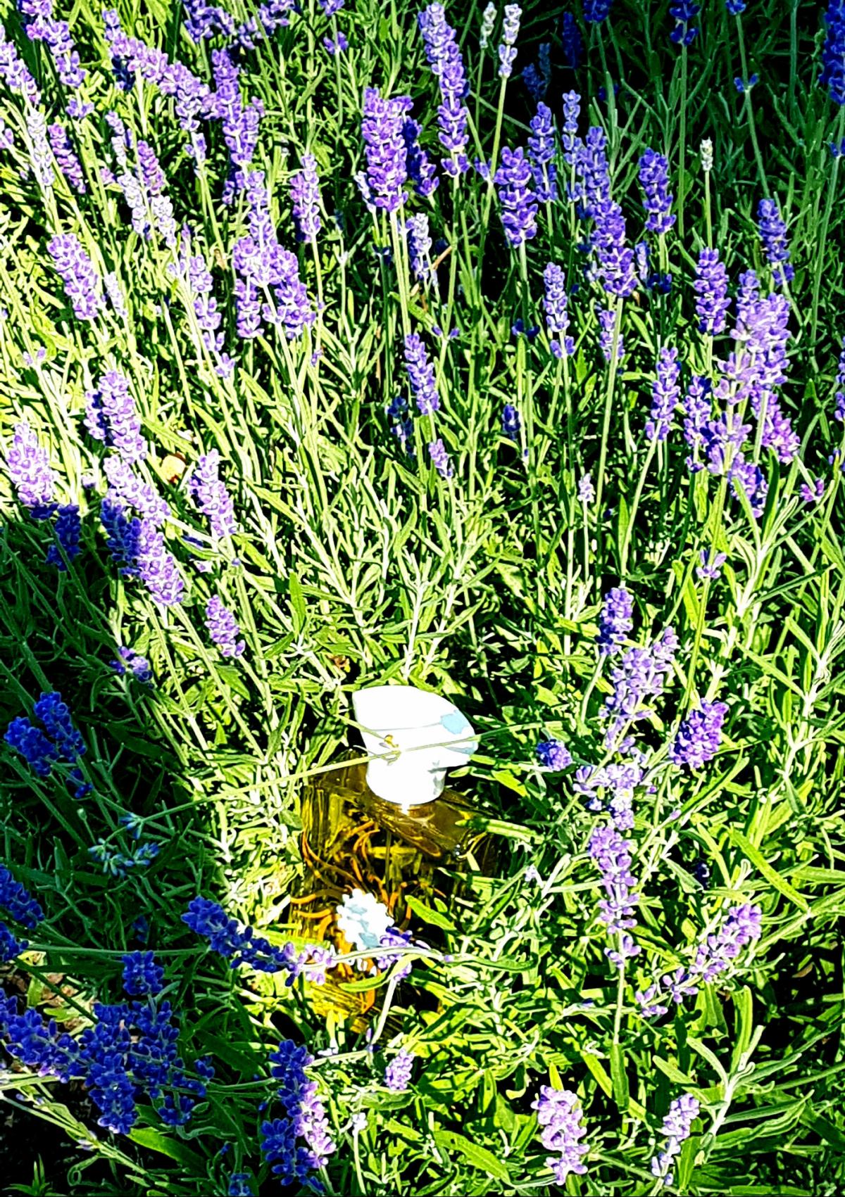 Sunshine Man Amouage cologne - a fragrance for men 2015