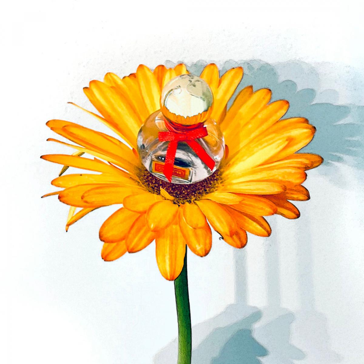 Coach Poppy Coach perfume - a fragrance for women 2010