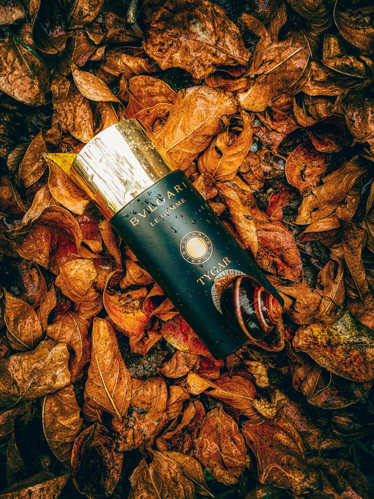 Tygar Bvlgari cologne - a fragrance for men 2016