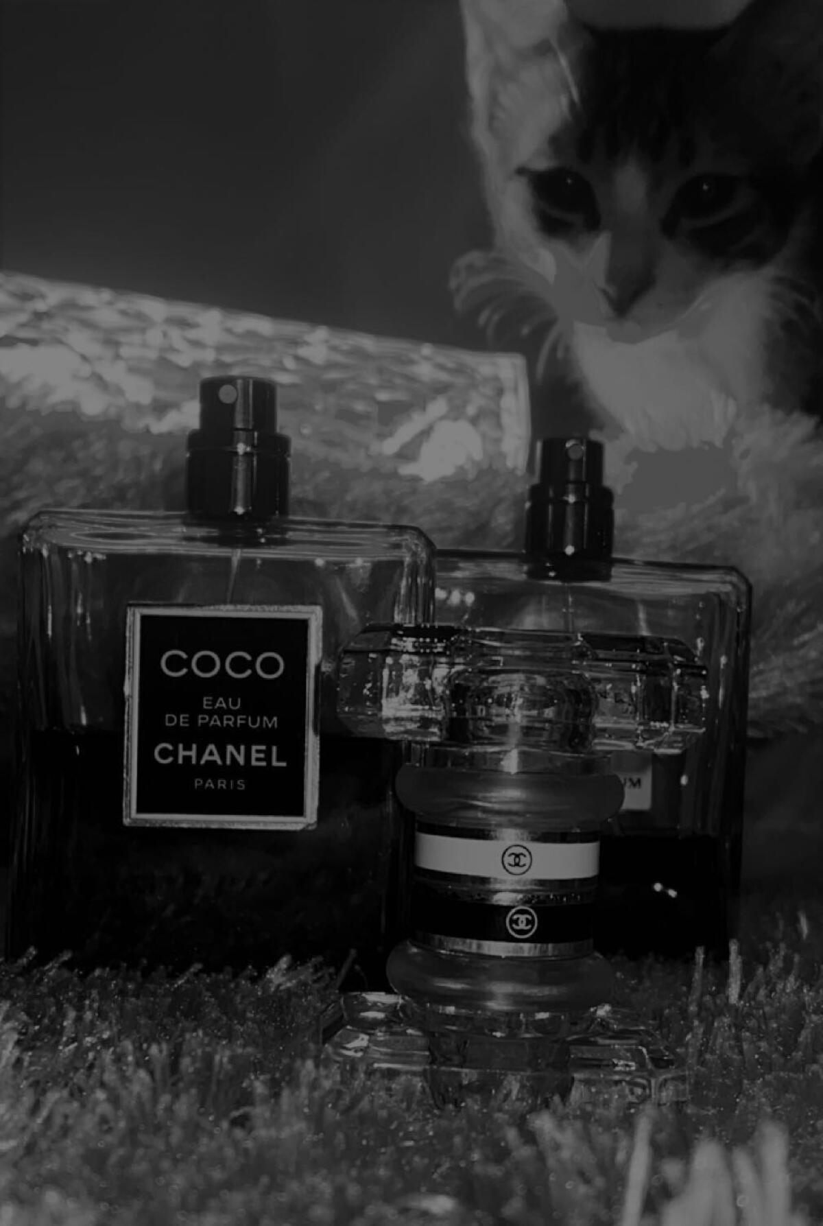Coco Eau de Parfum Chanel fragancia - una fragancia para Mujeres 1984