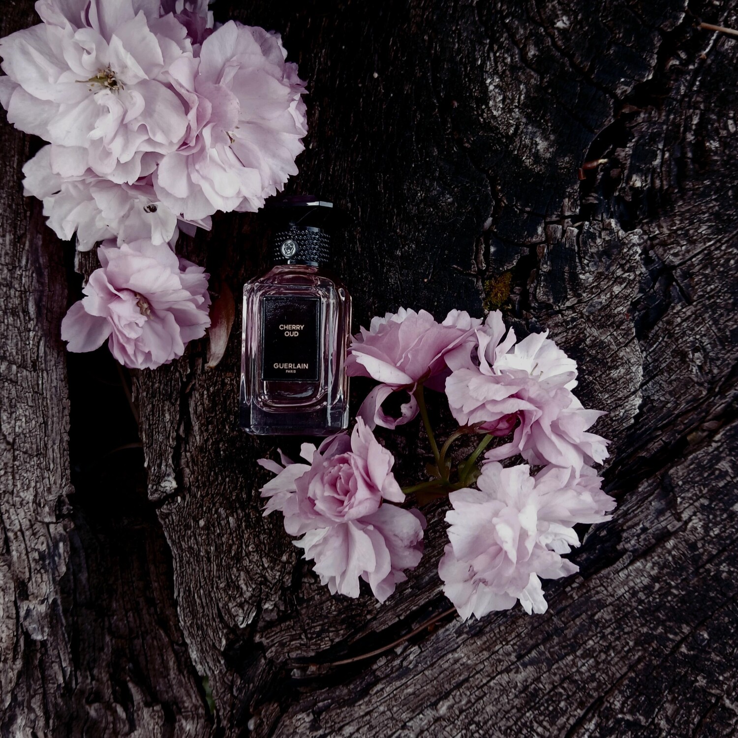 Cherry Oud Guerlain perfume - a fragrance for women and men 2022