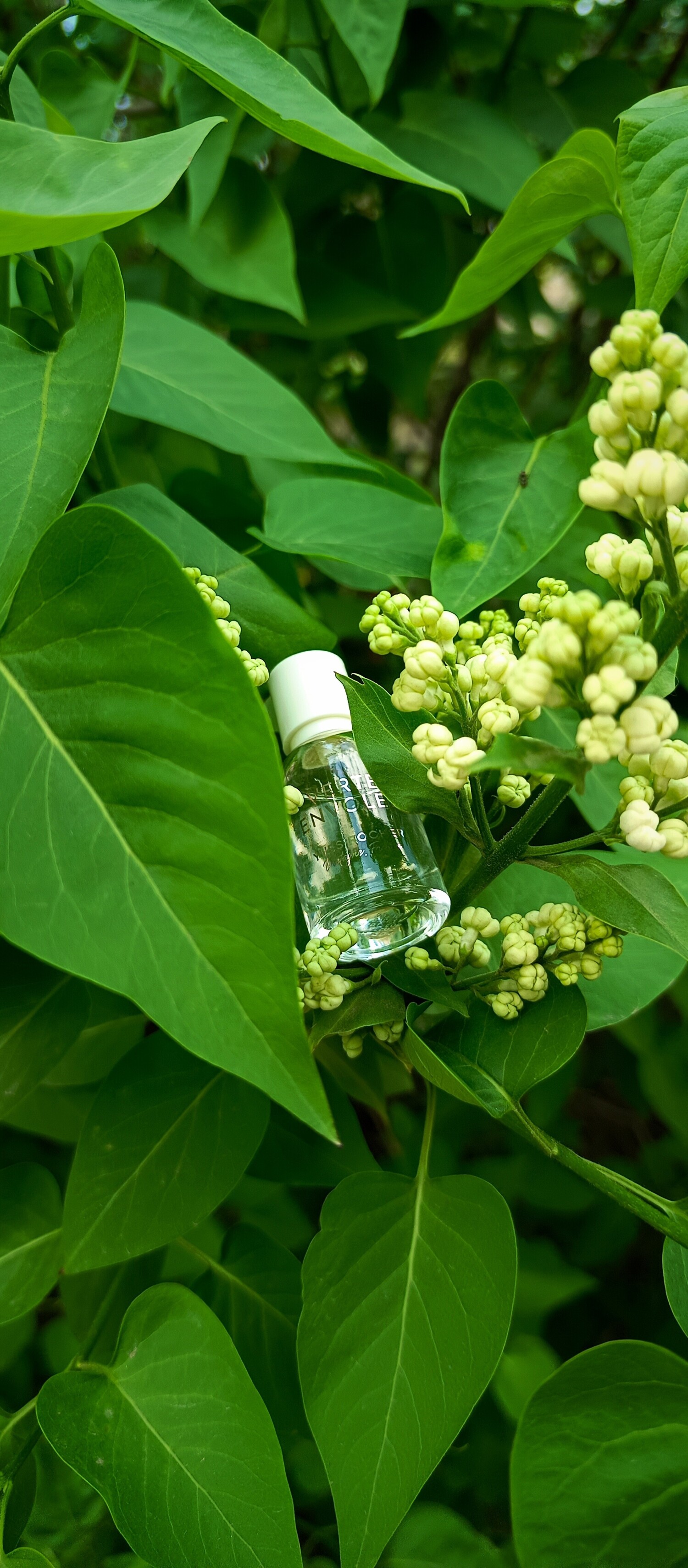 Verte Envolee Yves Rocher perfume - a fragrance for women 2023