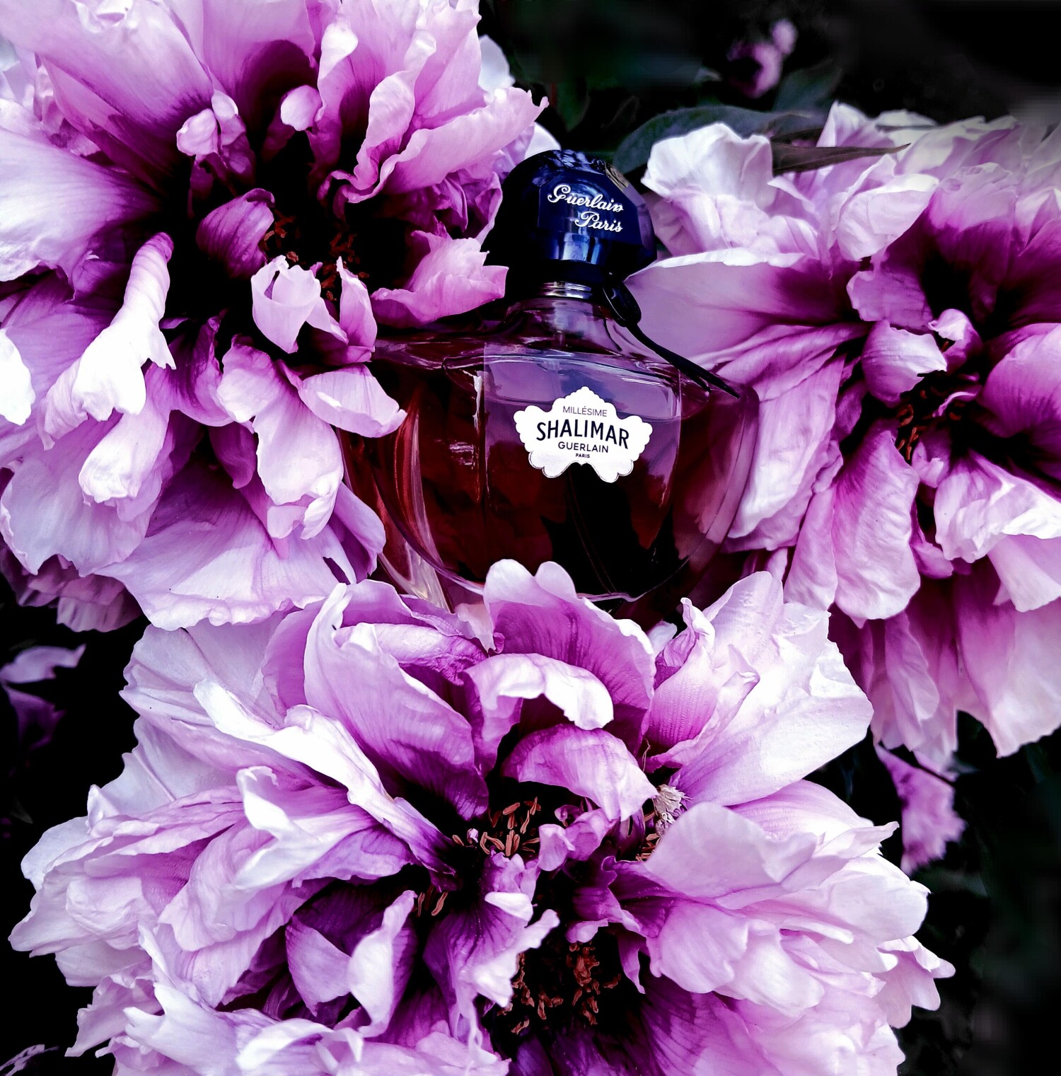 Shalimar Millesime Rose Guerlain perfume - a new fragrance for women 2026